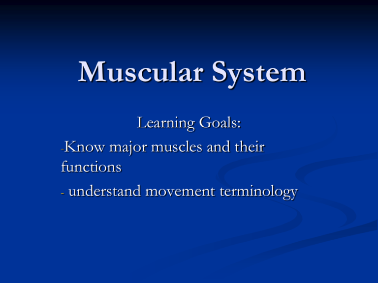 Muscular System