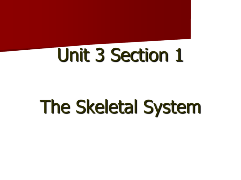 U3S1 The Skeletal System PPT