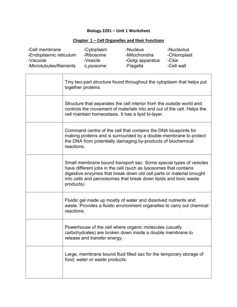 Ch 1 Cell Organelles Worksheet