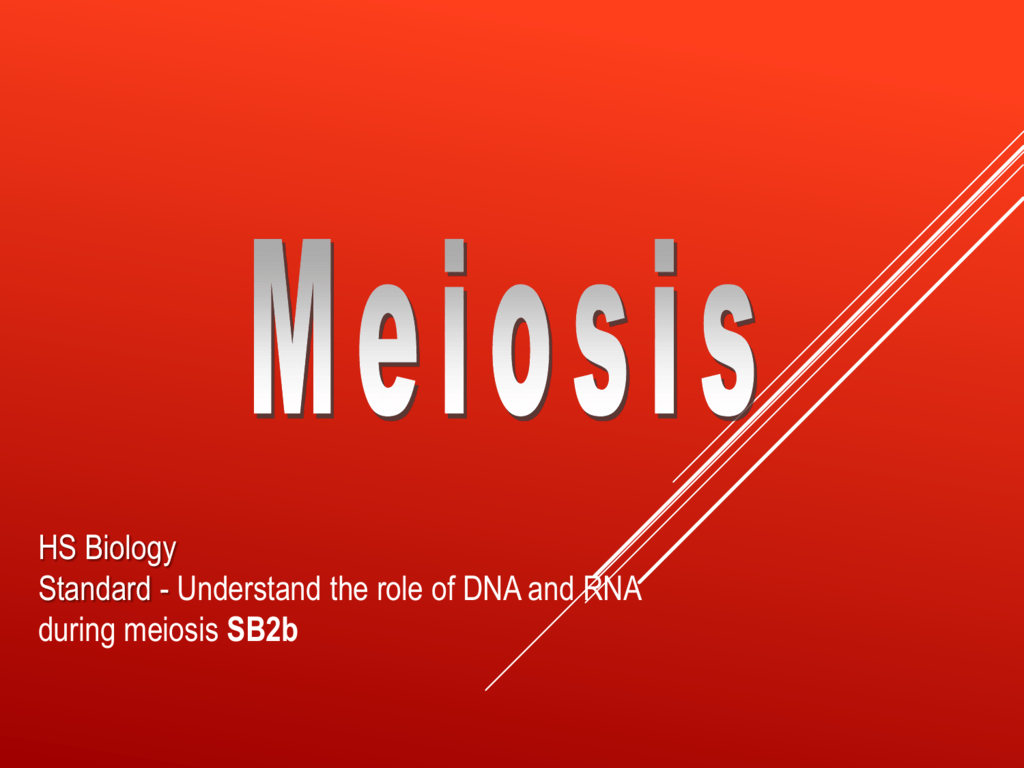 Meiosis Powerpoint High School