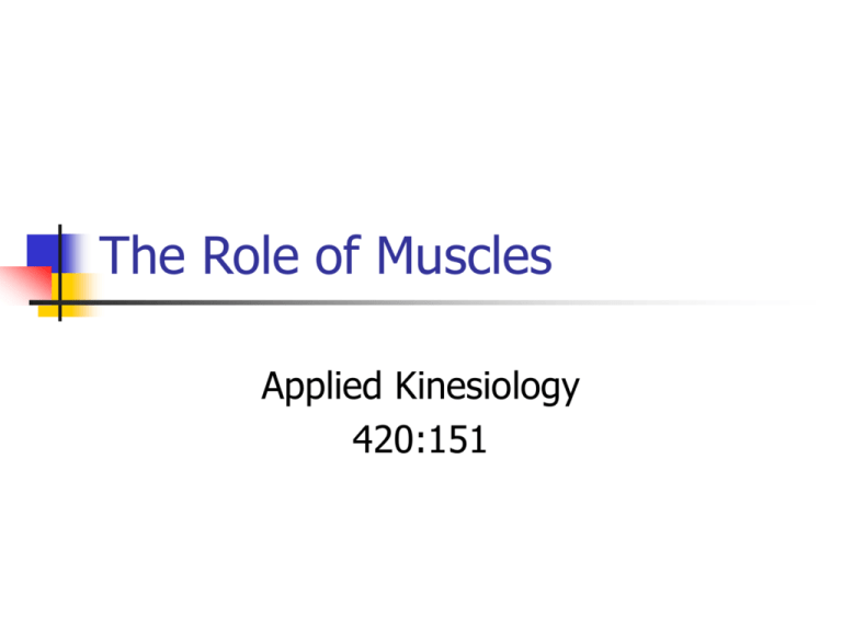 Presentation 2 The Role Of Muscles Presentation 2 The Role Of Muscles