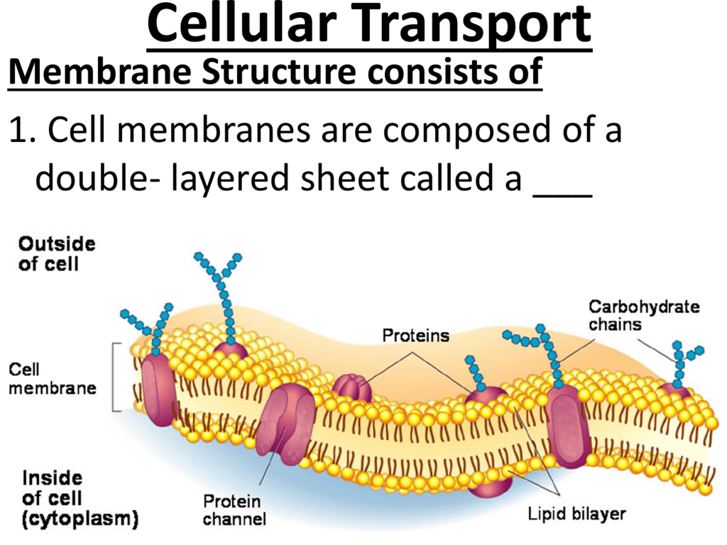 Cellular Transport