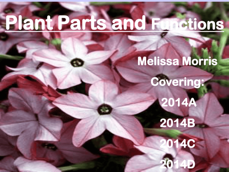 Plant Parts And Functions
