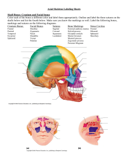The Axial Skeleton
