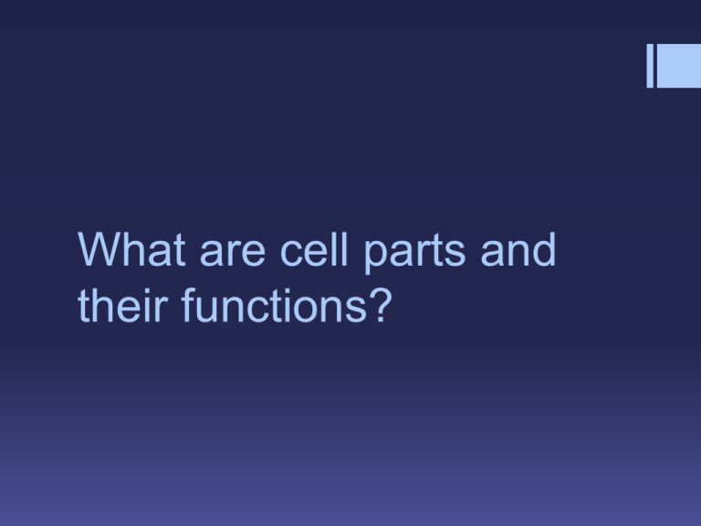 What Are Cell Parts And Their Functions What Are Cell Parts And Their Functions