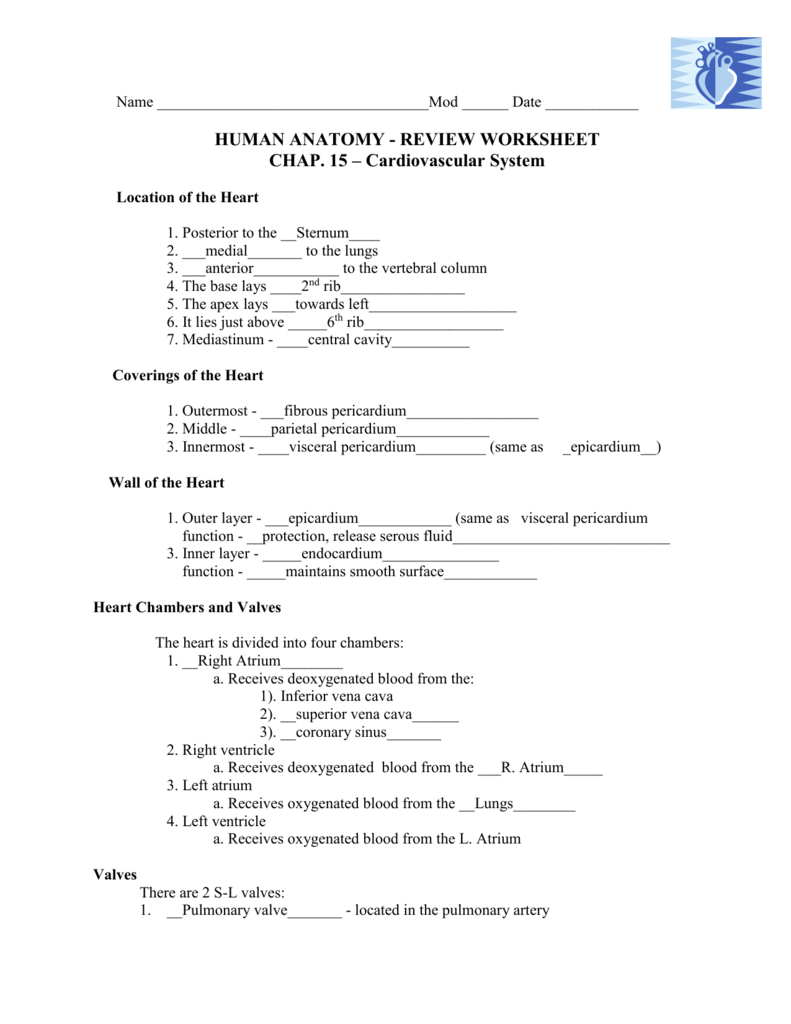 HUMAN ANATOMY REVIEW WORKSHEET CHAP 15 HUMAN ANATOMY REVIEW WORKSHEET CHAP 15