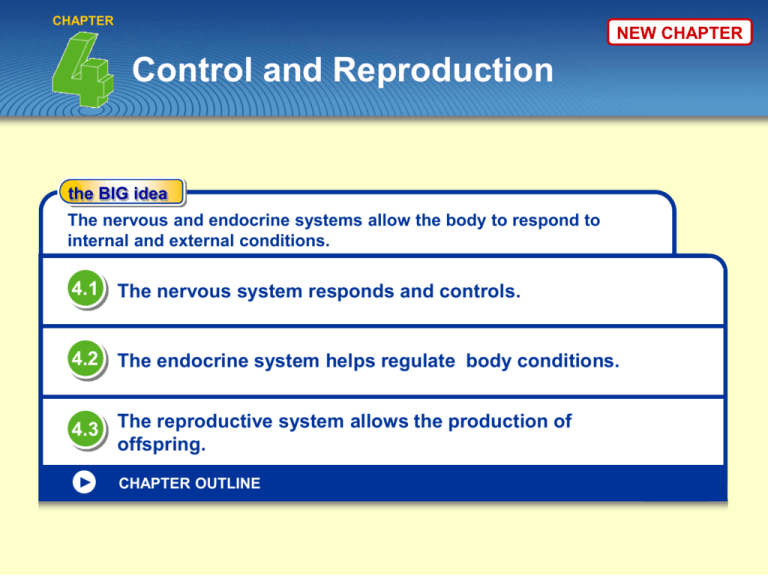 The Endocrine System Helps Regulate Conditions The Endocrine System Helps Regulate Conditions