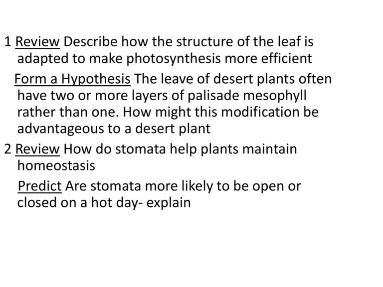 Ch 23 Plant Structure And Function