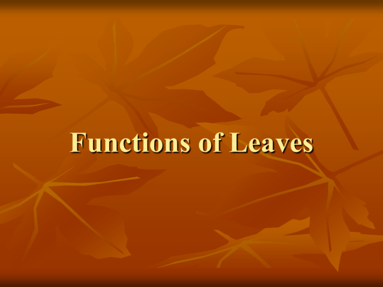 Functions Of Leaves