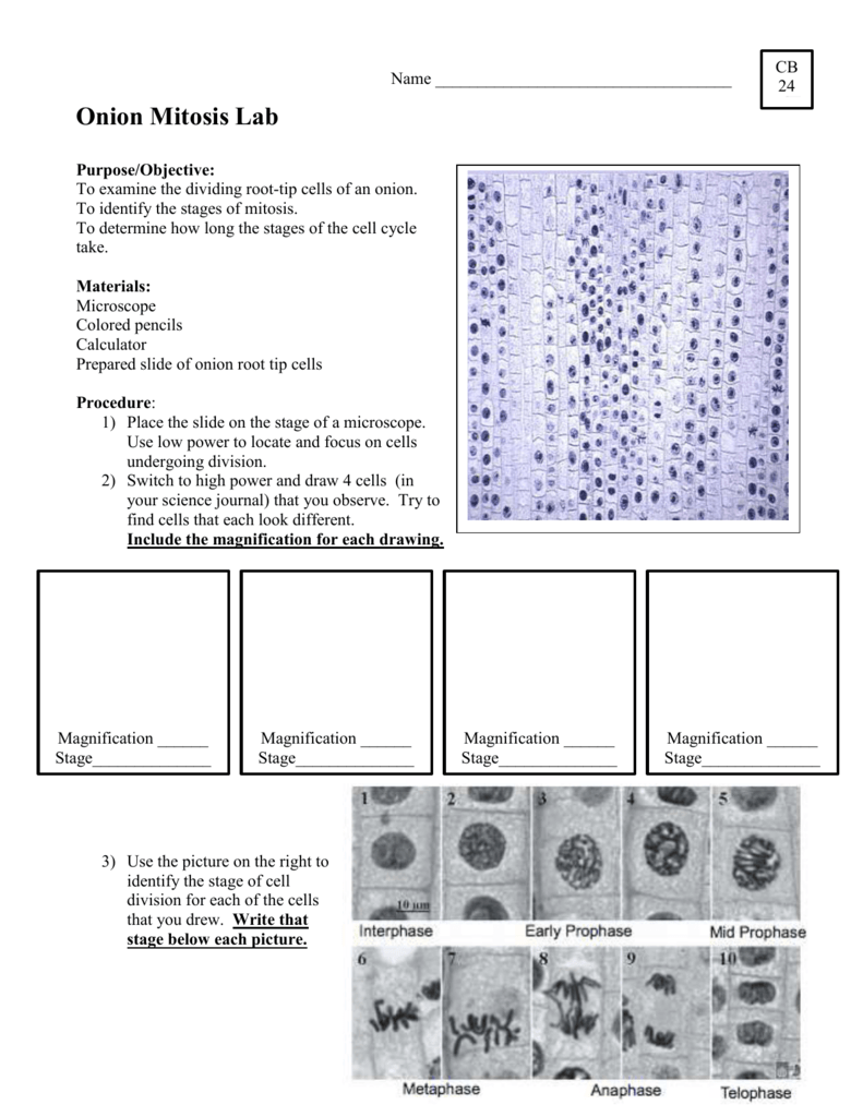 Onion Mitosis Lab Henriksen Science