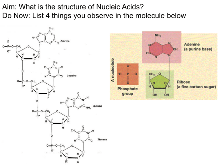 Nitrogenous Base Nitrogenous Base