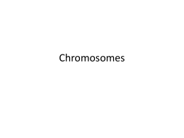 Chromosomes and Meiosis Reinforcement Worksheet