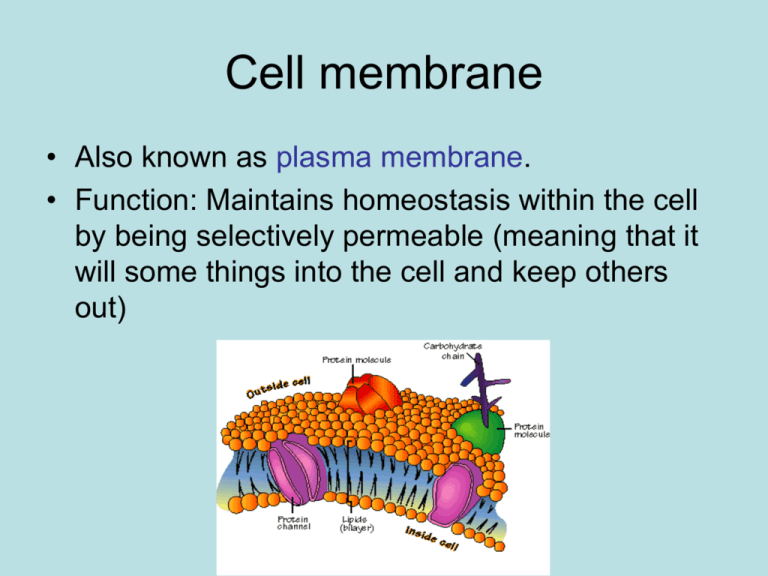 Cell Membrane Cell Membrane