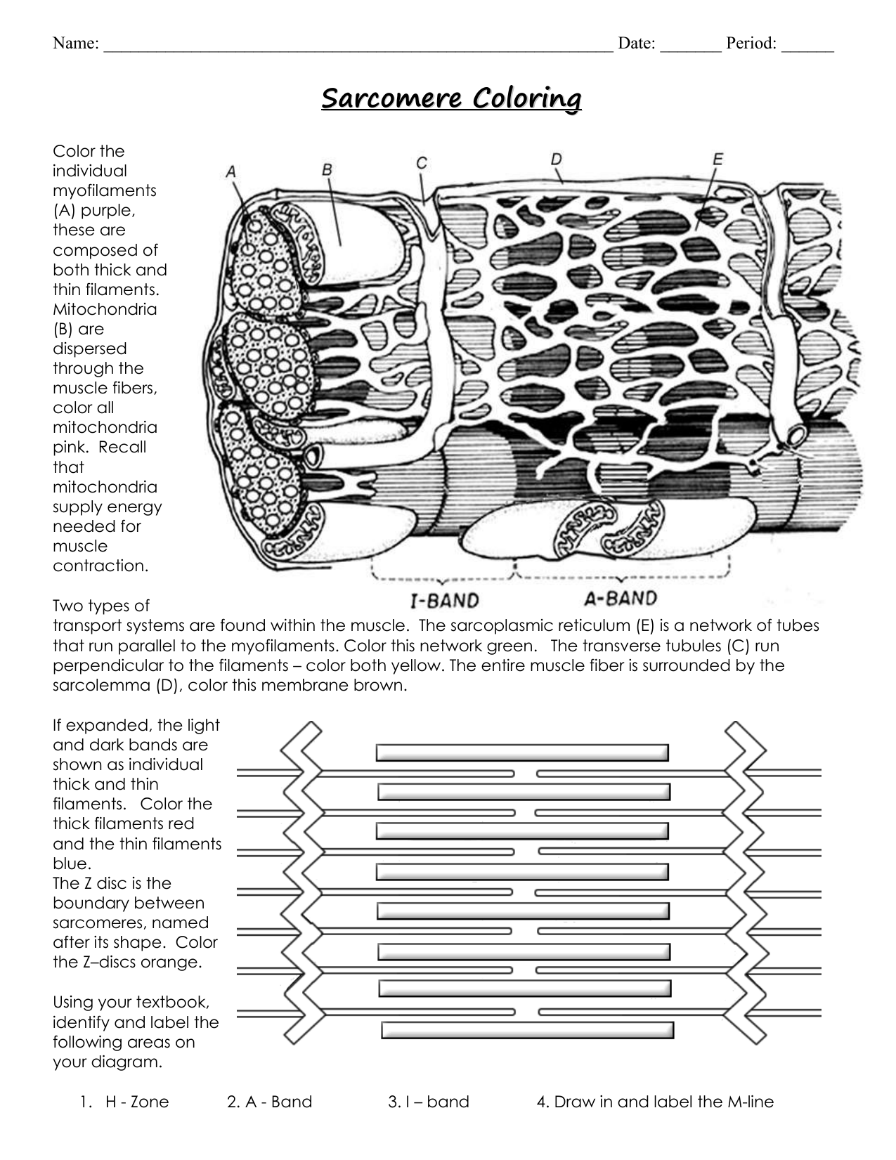 Sarcomere And Sliding Filament Theory Coloring Worksheet