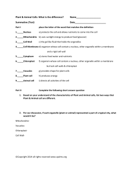 Plant and Animal Cell Assessment Answer Key