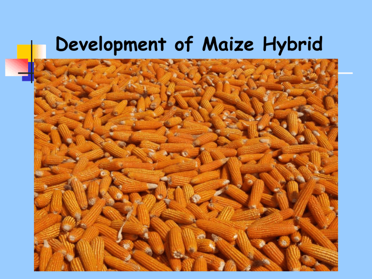 41 maize hybrid Inbreeding 41 maize hybrid Inbreeding