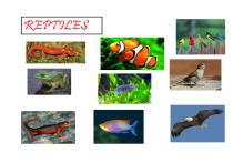 Vertebrate Classification: Reptiles, Birds, Mammals, Fish