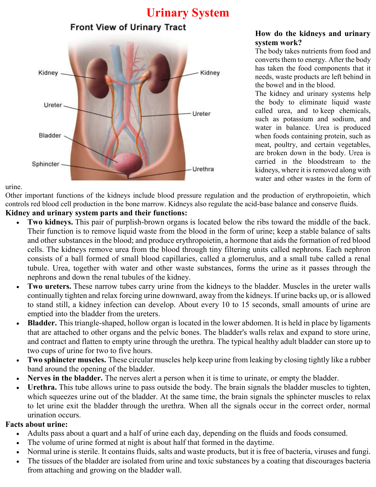 Urinary System