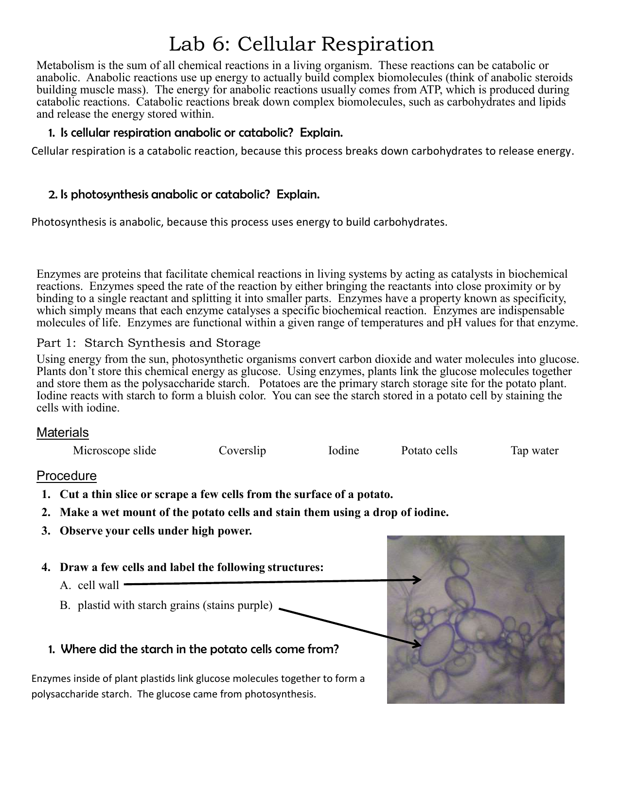 Answer Key To Lab 6 Cellular Respiration