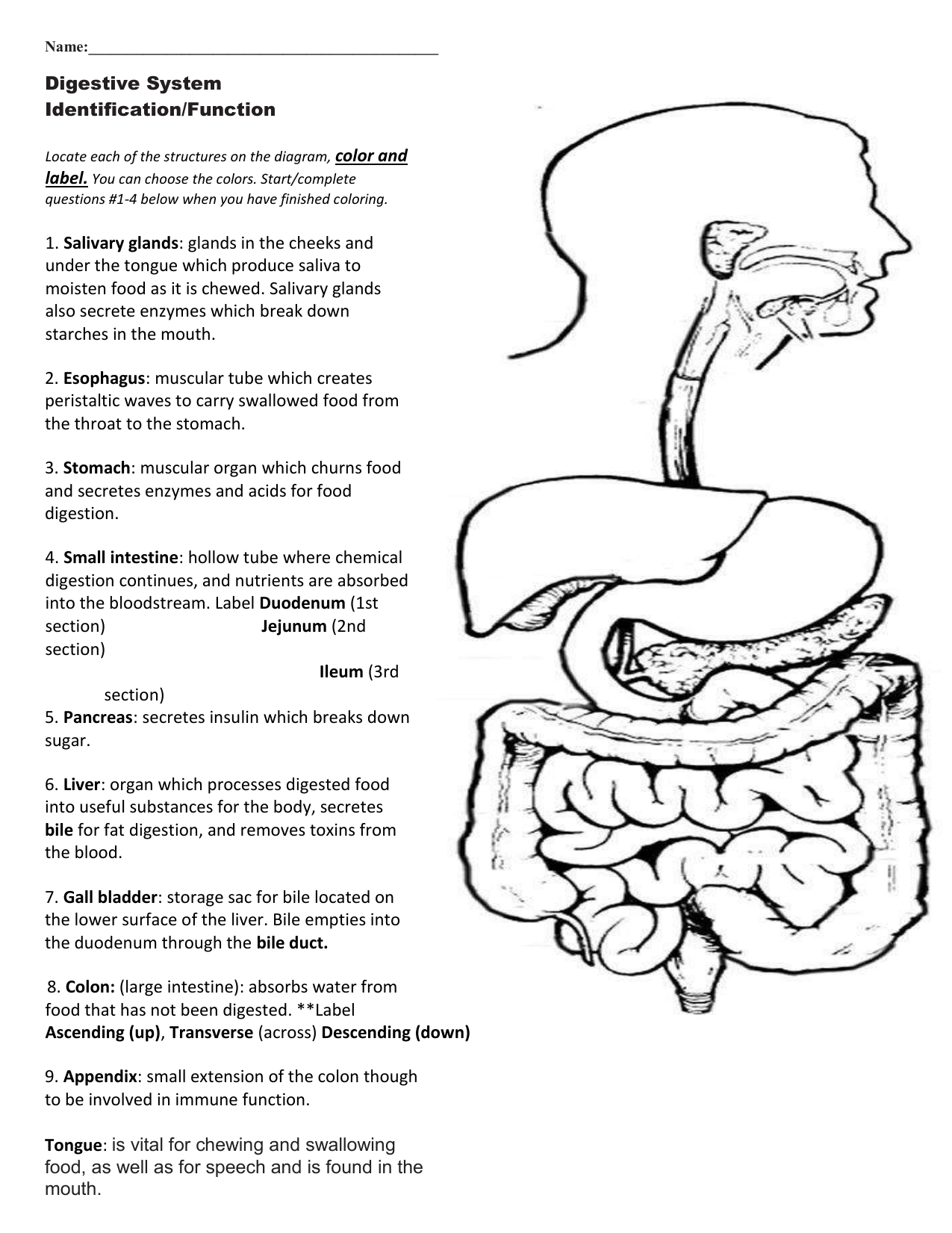 Digestive System Coloring