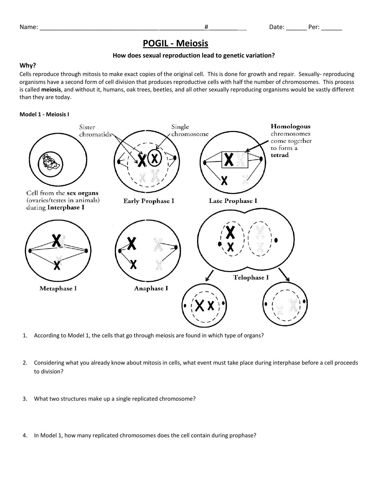 POGIL Meiosis POGIL Meiosis