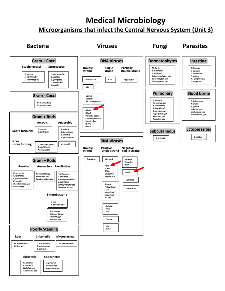 Microbes-Summary-Chart - Unit 3-CNS
