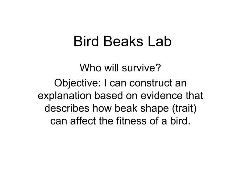Bird Beak Lab