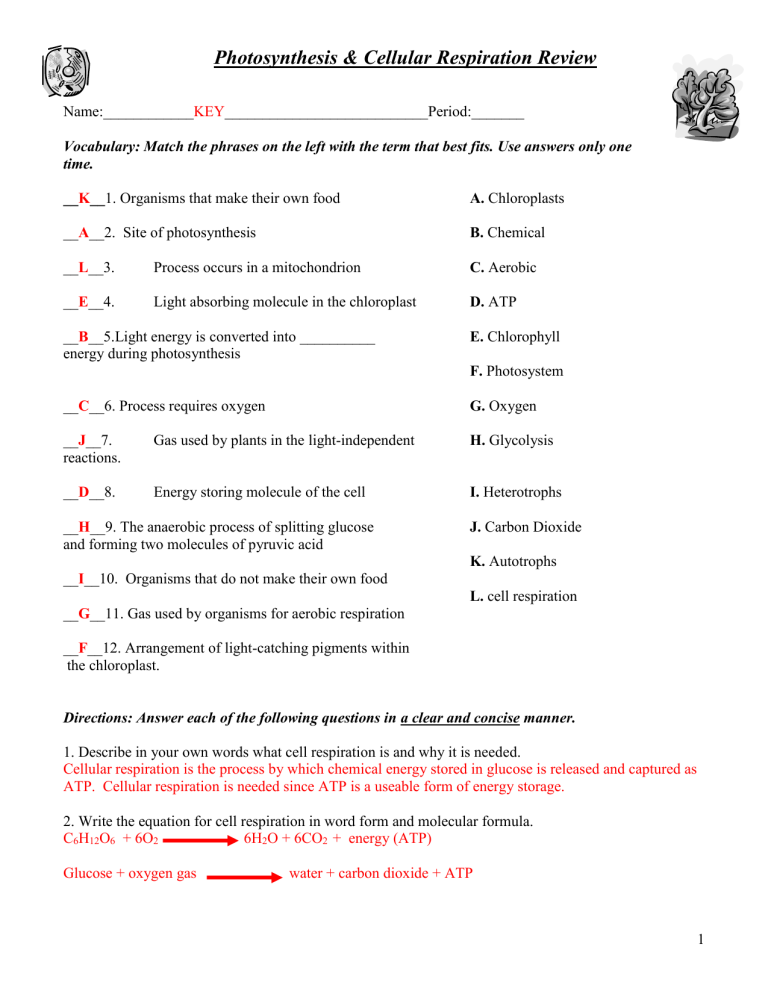 Honors Biology Cell Respiration And Photosynthesis Review Packet Answer Key