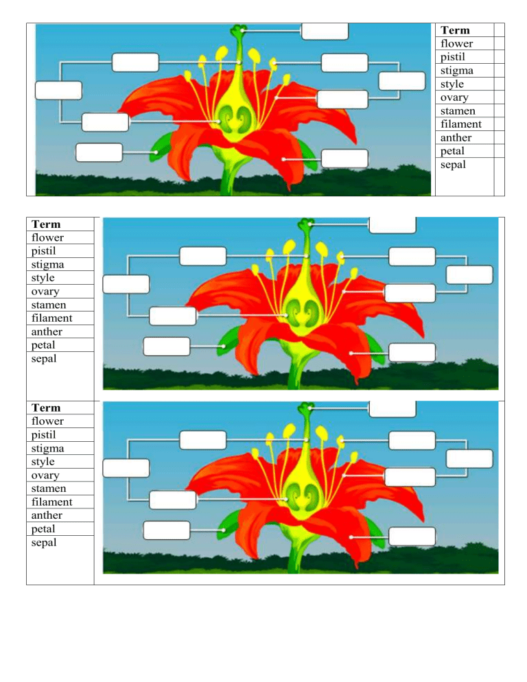 Flower Parts Worksheet