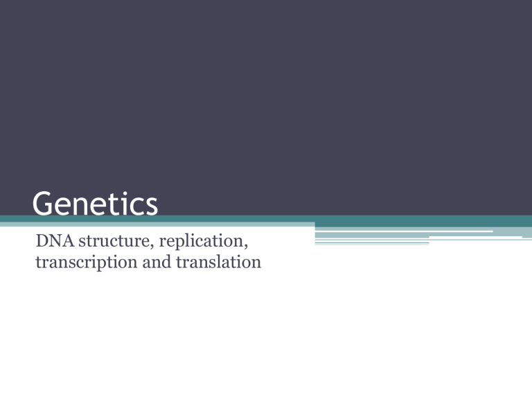 Genetics: DNA Structure, Replication, Transcription, Translation