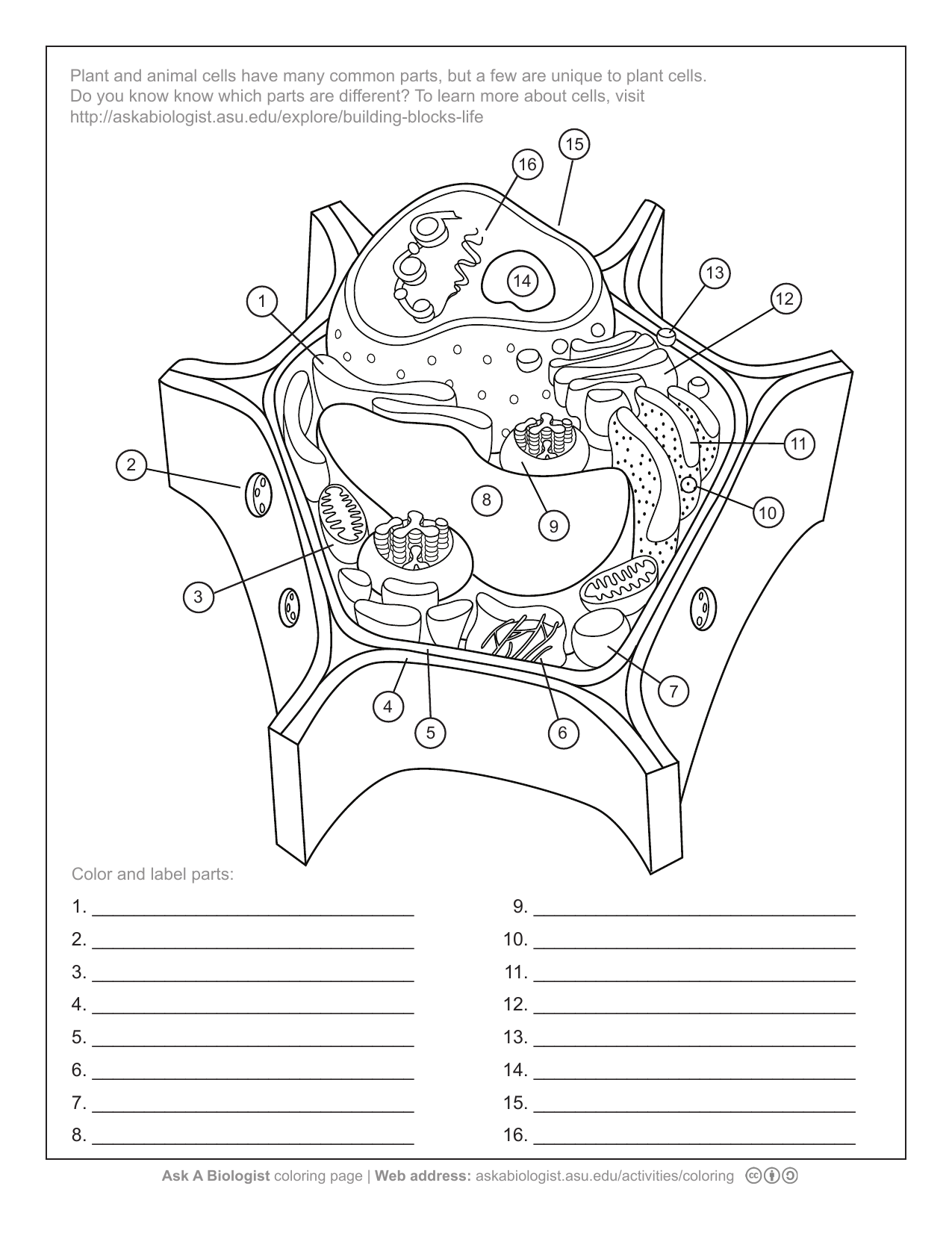 Aab Plant Cell Worksheet Aab Plant Cell Worksheet