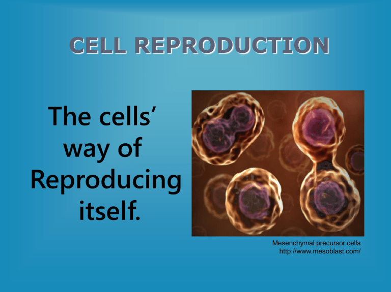 5 Cell Cycle and Mitosis 5 Cell Cycle and Mitosis