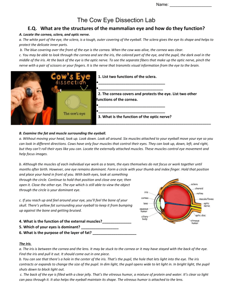 Copy Of Eye Dissection LAB Copy Of Eye Dissection LAB