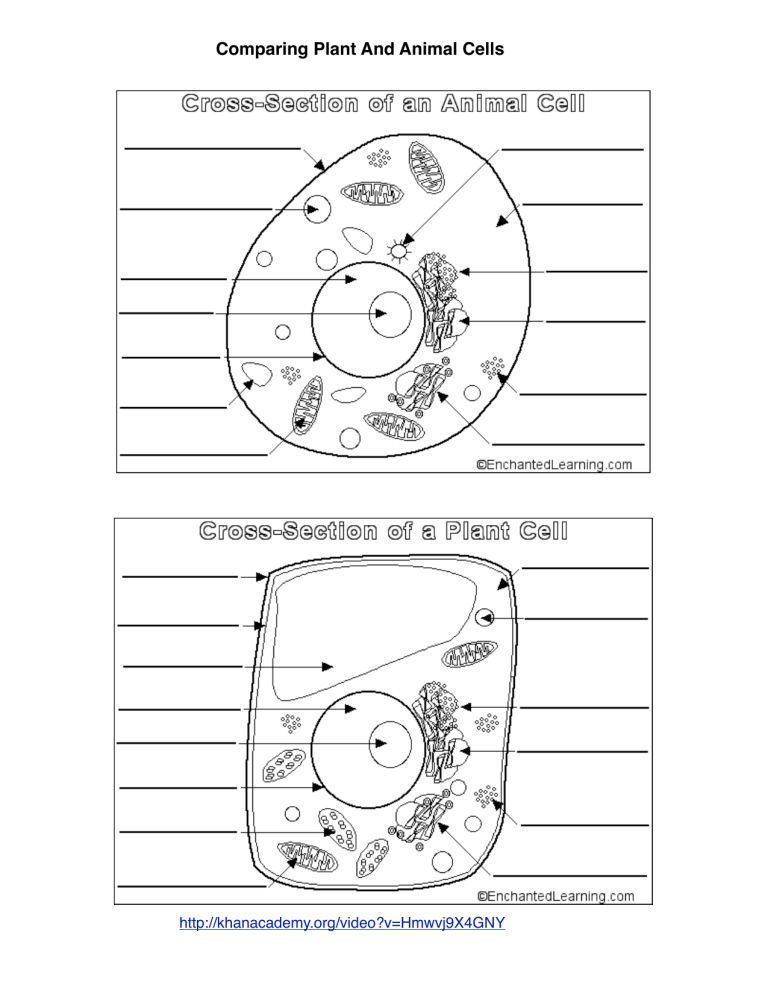 Plant vs. Animal Cells Worksheet: Compare & Contrast