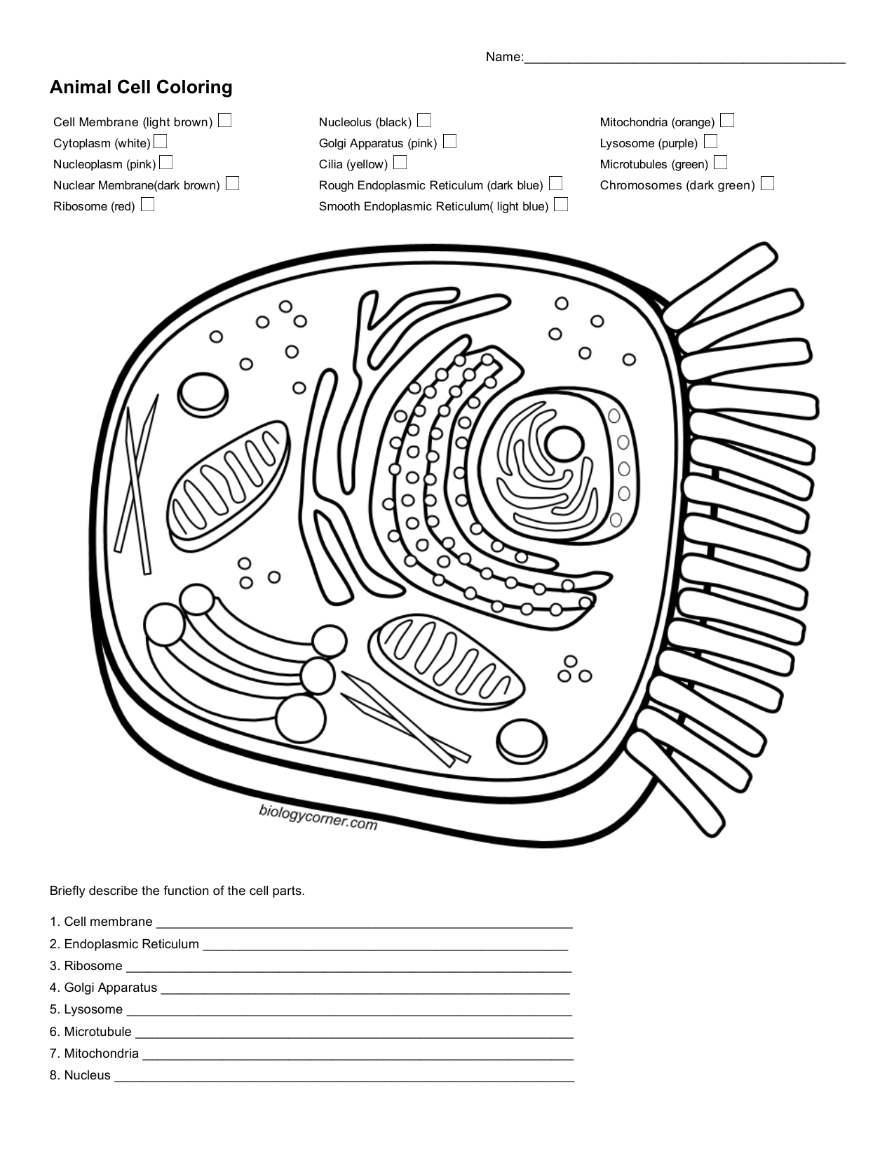 Animal Cell Coloring Sheet Labeled