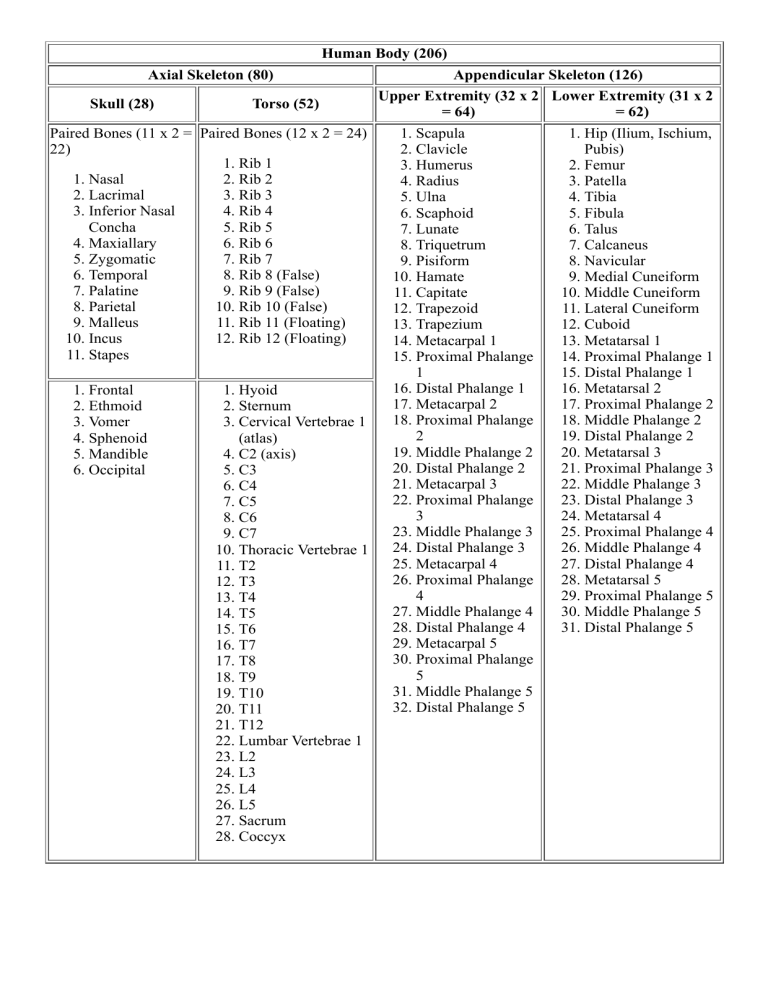 The 206 Bones Of The Human Body The 206 Bones Of The Human Body