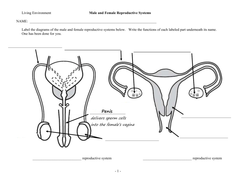 Male Female Reproductive Worksheet Male Female Reproductive Worksheet