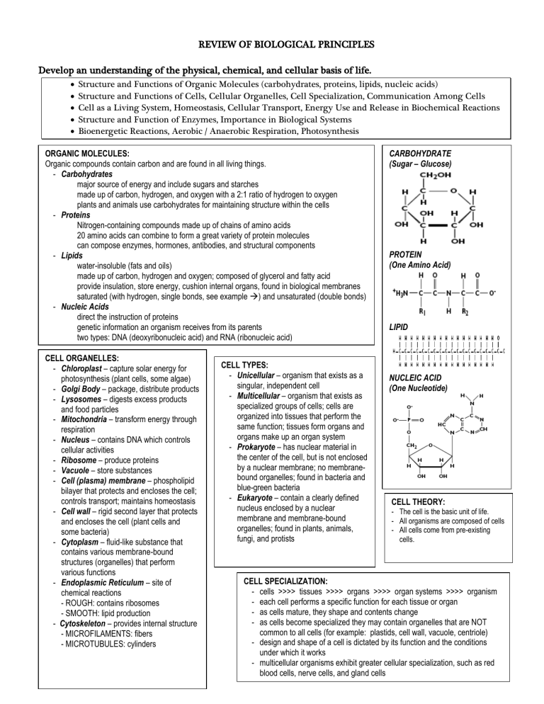 BIOLOGY PRINCIPLES REVIEW11 20 14 BIOLOGY PRINCIPLES REVIEW11 20 14