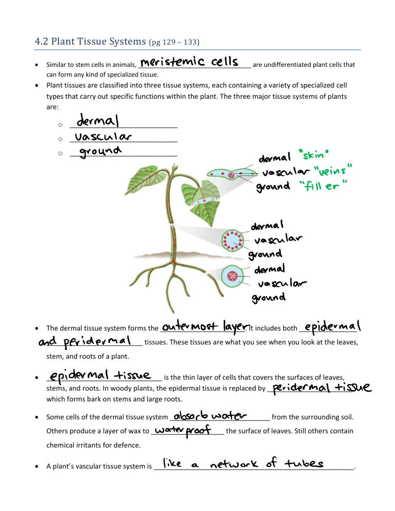 4 2 Plant Tissues Systems Handout 4 2 Plant Tissues Systems Handout