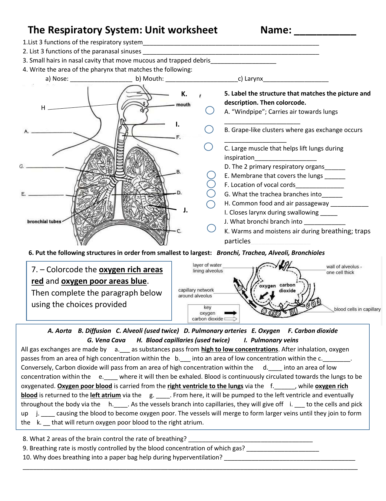 The Respiratory System Worksheet