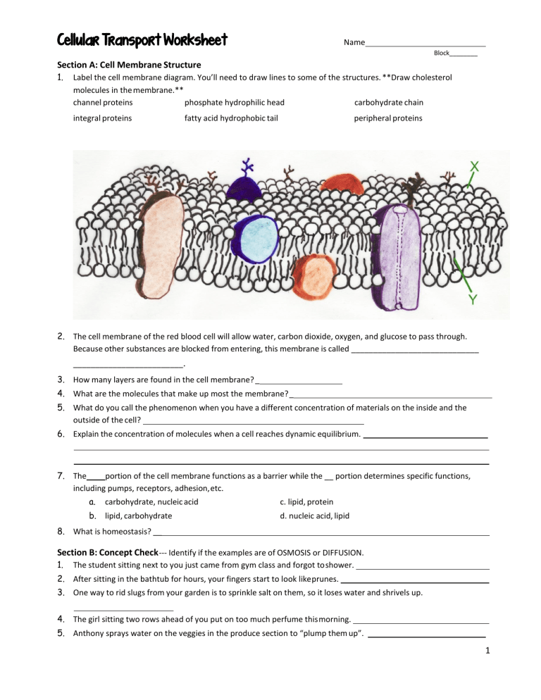 Cellular Transport Worksheet Cellular Transport Worksheet