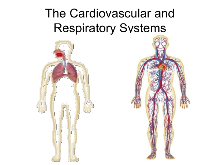 Cardiovascular And Respiratory System