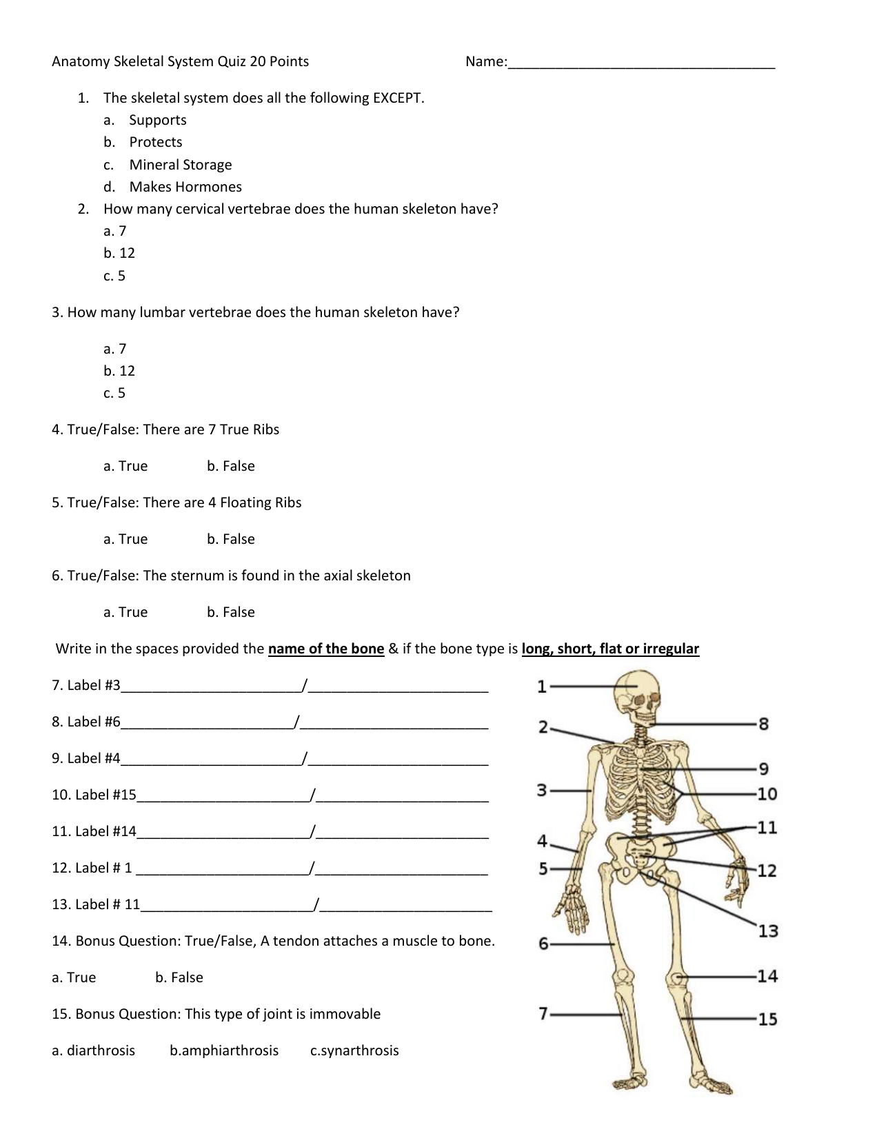 Anatomy Skeleton Quiz 20 Points Name