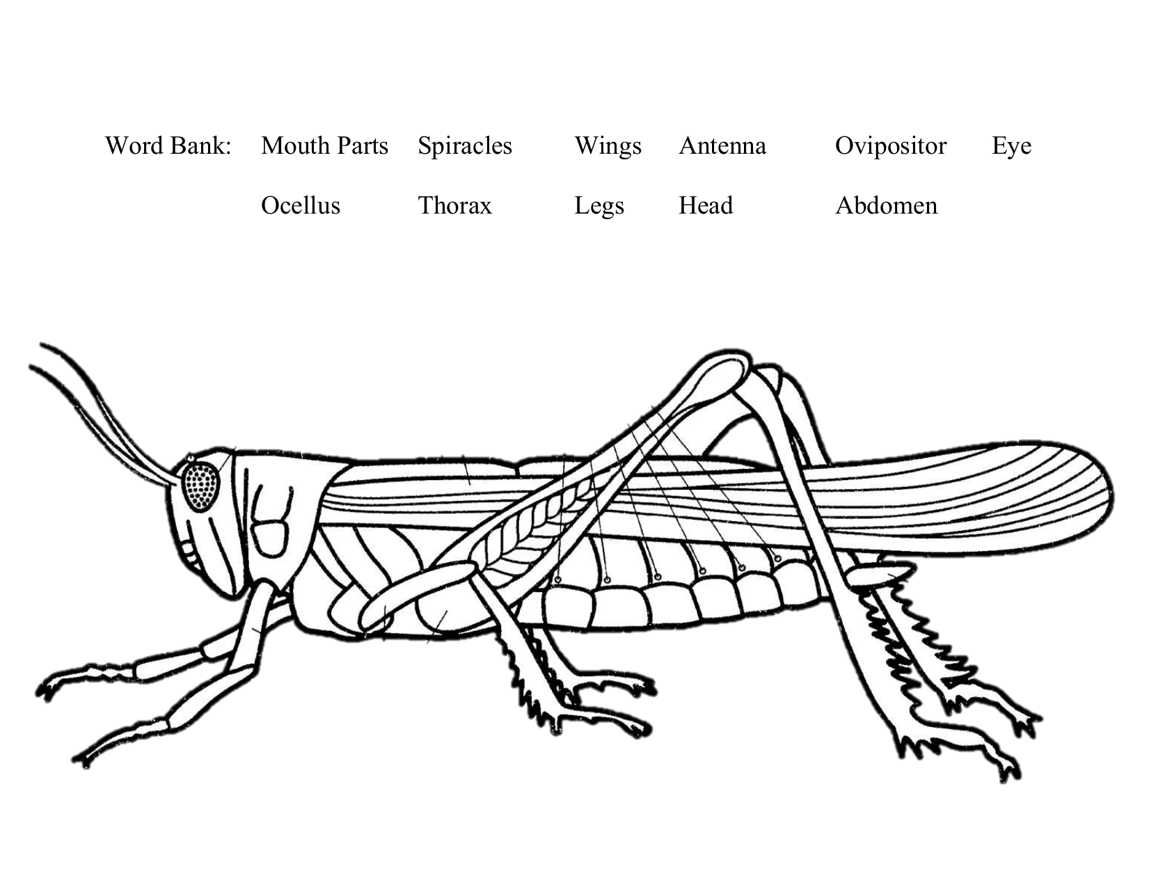 Insect Worksheet