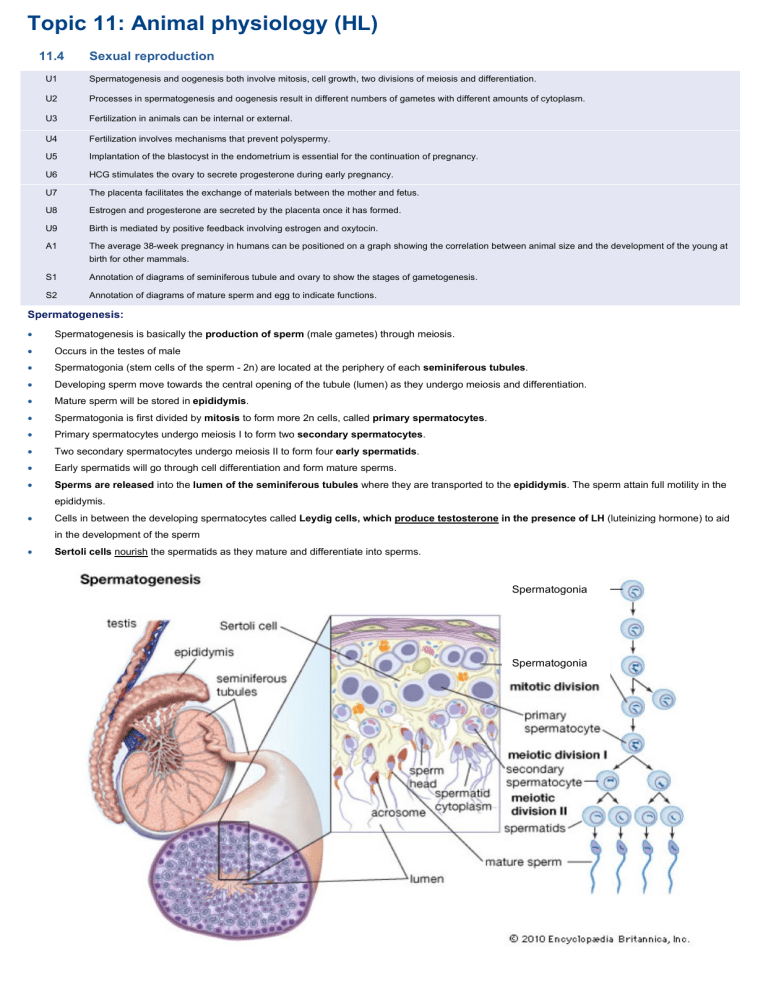 Topic 11 Animal Physiology HL Topic 11 Animal Physiology HL