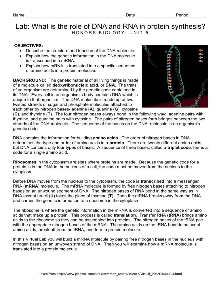 DNA & RNA in Protein Synthesis Lab
