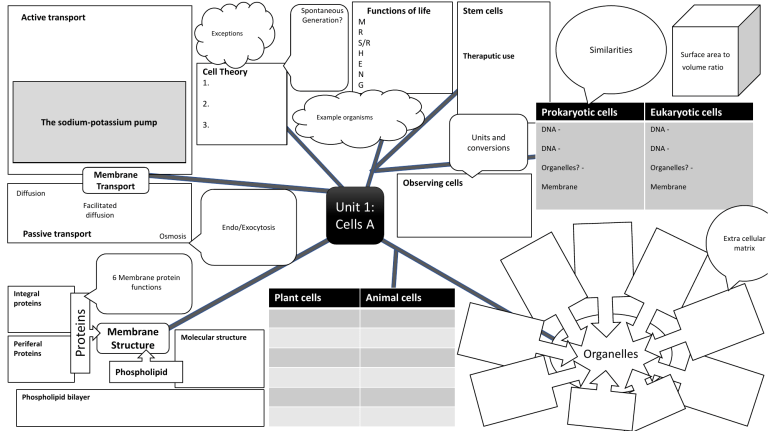 Cell Biology Study Guide: Structure, Transport, and Cycle