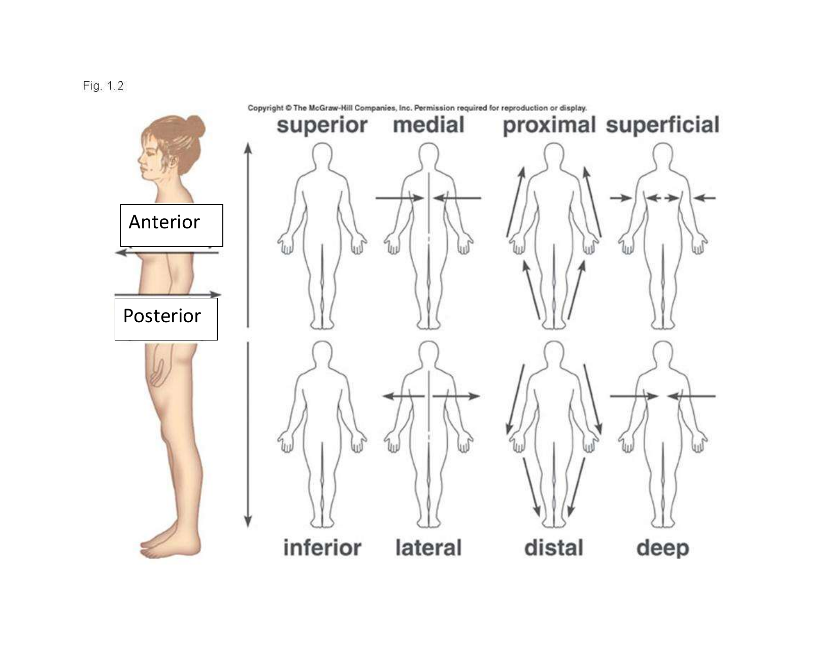 Body Directions
