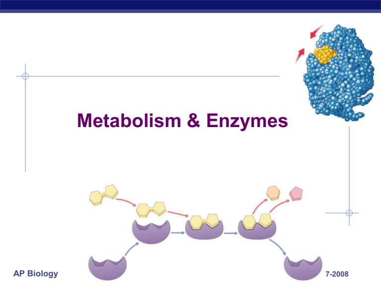 Metabolism & Enzymes: AP Biology Presentation