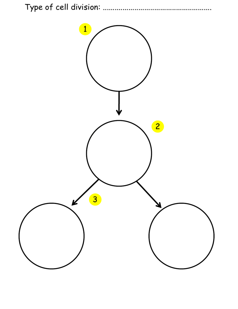Cell Division Task
